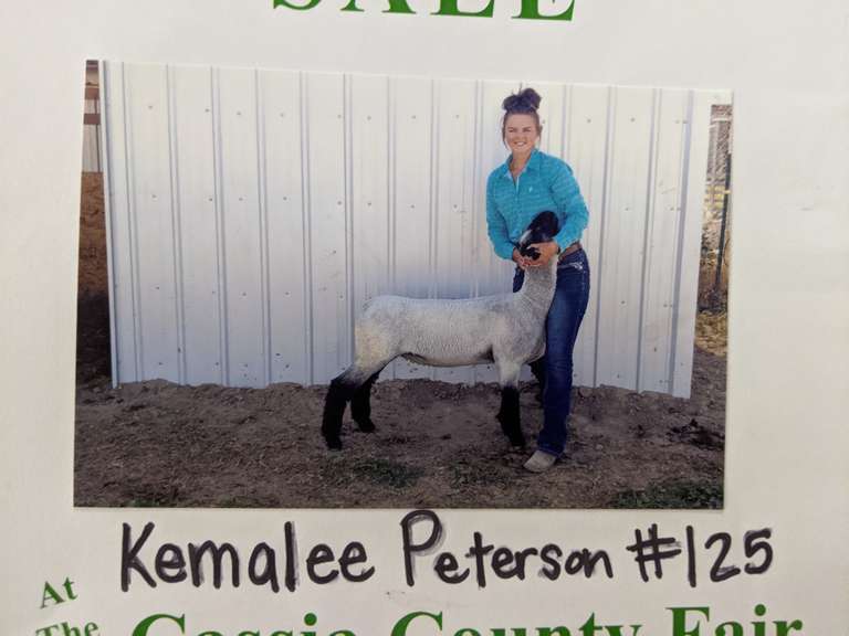 Kemalee Peterson Market Sheep 132 - Dutch Goat