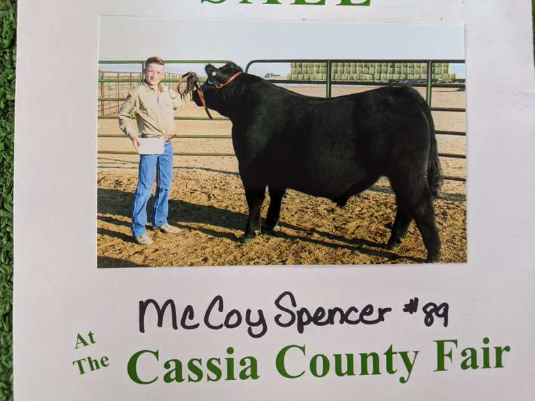 McCoy Spencer Market Beef 1432 - Dutch Goat