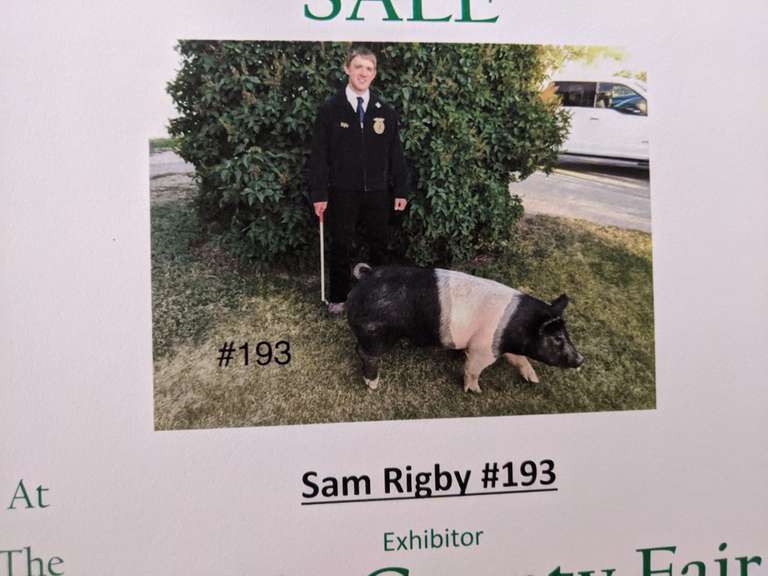 Sam Rigby Market Swine 259 - Dutch Goat