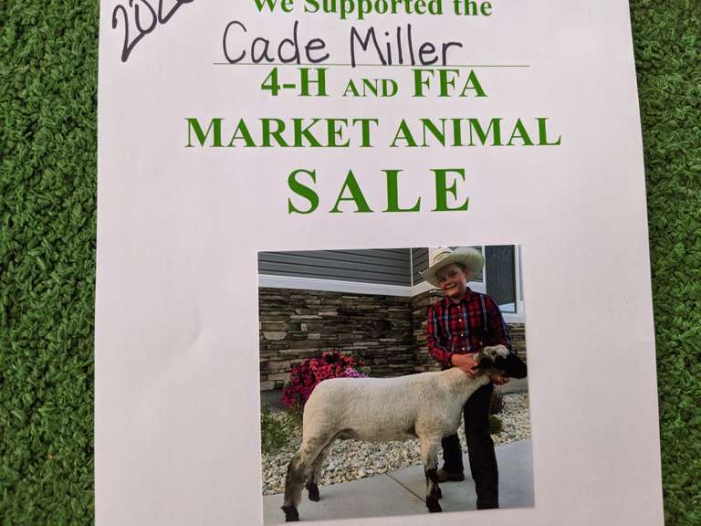 Cade Miller Market Sheep 143 - Dutch Goat