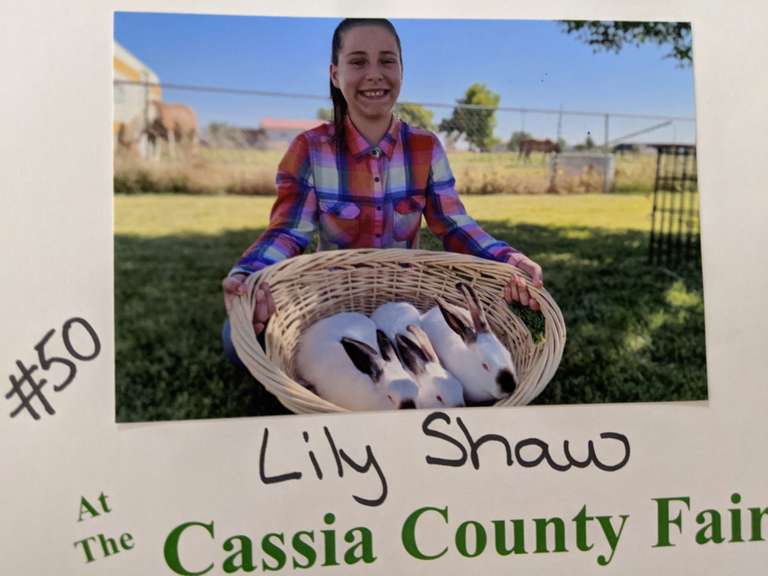 Lily Shaw Market Rabbit 16.375 - Dutch Goat