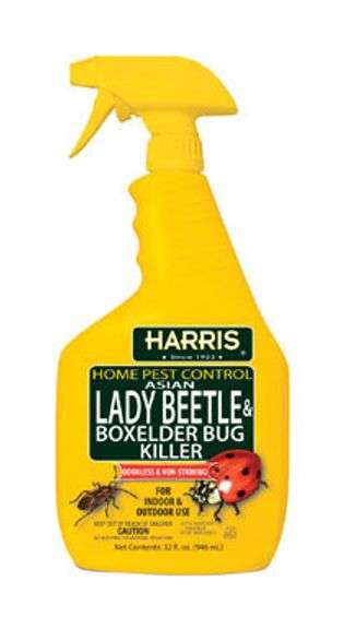 Harris, Ready To Use Trigger Spray Asian Lady Beetle Killer, 32 Oz ...