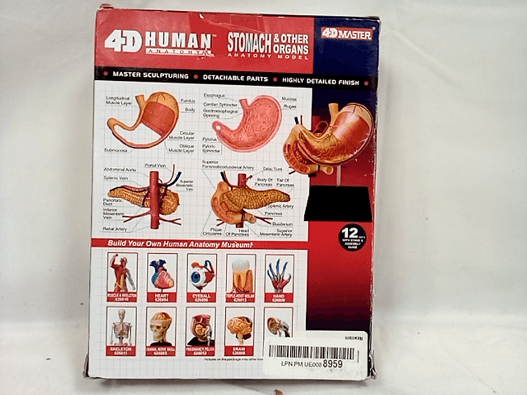 4DMaster 4D Human Anatomy Stomach & Other Organs Anatomy Model - Dutch Goat
