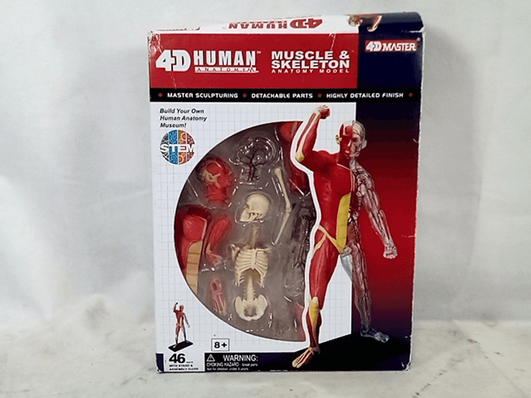 4D Master, Human Anatomy Muscle And Skeleton Anatomy Model, Multi-Color ...