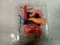 4DMaster 4D Human Anatomy Stomach & Other Organs Anatomy Model - Dutch Goat