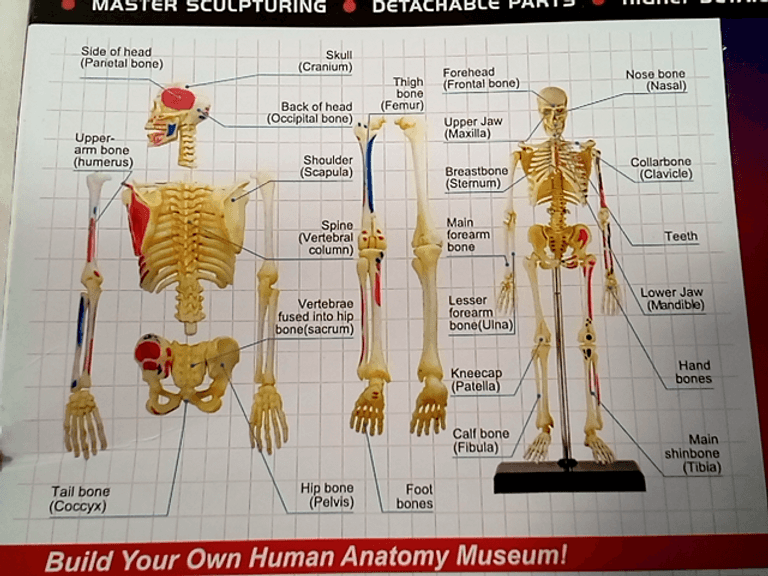 4D Master, 4D Human Skeleton Anatomy Model, Multi-Color - Dutch Goat