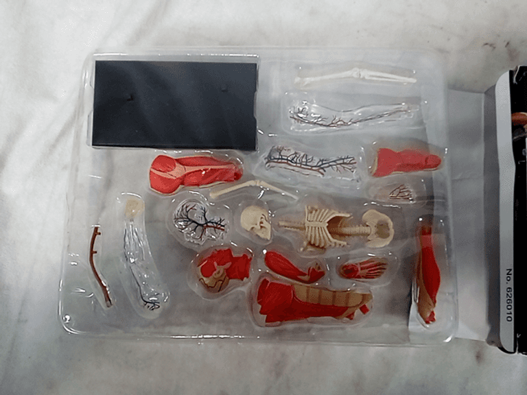 4D Master, Human Anatomy Muscle And Skeleton Anatomy Model, Multi-Color ...