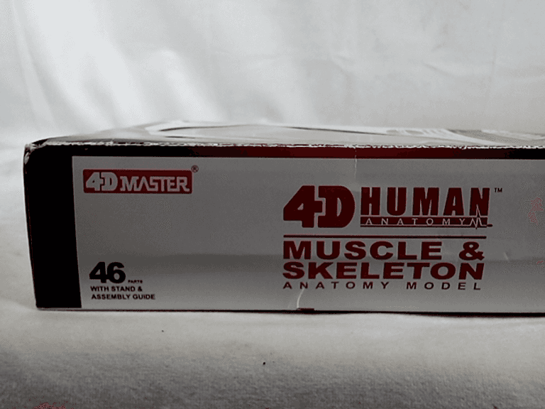 4D Master, Human Anatomy Muscle And Skeleton Anatomy Model, Multi-Color - Dutch Goat