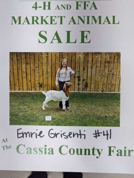 Emrie Grisenti Goat 6041 - Dutch Goat