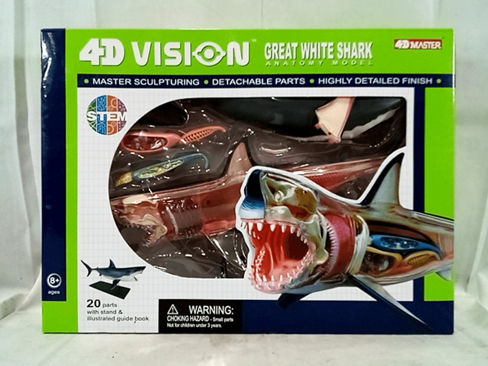 Shark Anatomy Model